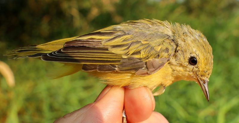Yellow Warbler (Setophaga petechia) – VARC Molt Portal