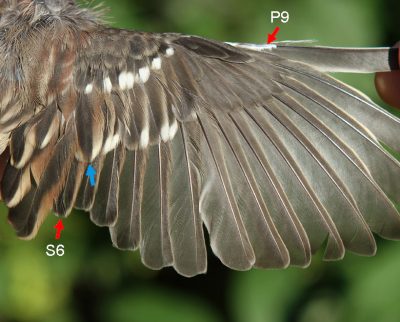 White-crowned Sparrow (Zonotrichia leucophrys) – VARC Molt Portal