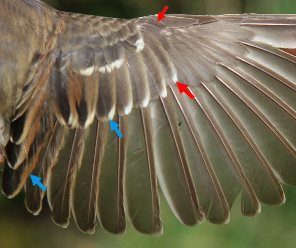 White-crowned Sparrow (Zonotrichia leucophrys) – VARC Molt Portal