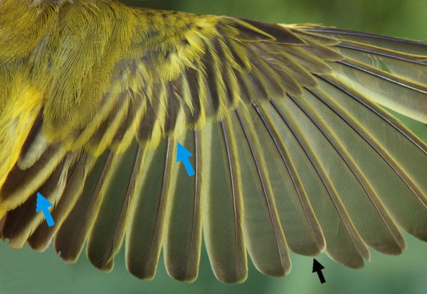 Yellow Warbler (Setophaga petechia) – VARC Molt Portal