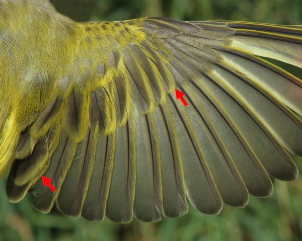 Yellow Warbler (Setophaga petechia) – VARC Molt Portal