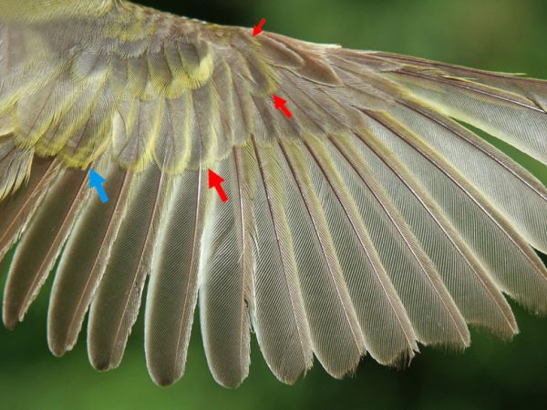 Yellow Warbler (Setophaga petechia) – VARC Molt Portal