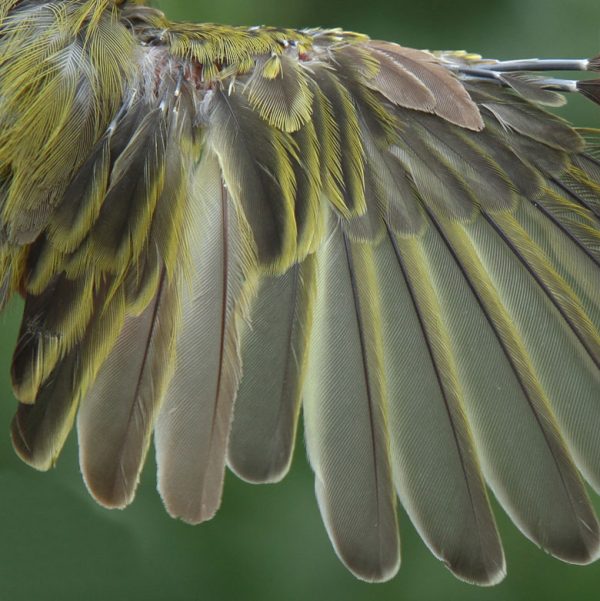 Yellow Warbler (Setophaga petechia) – VARC Molt Portal